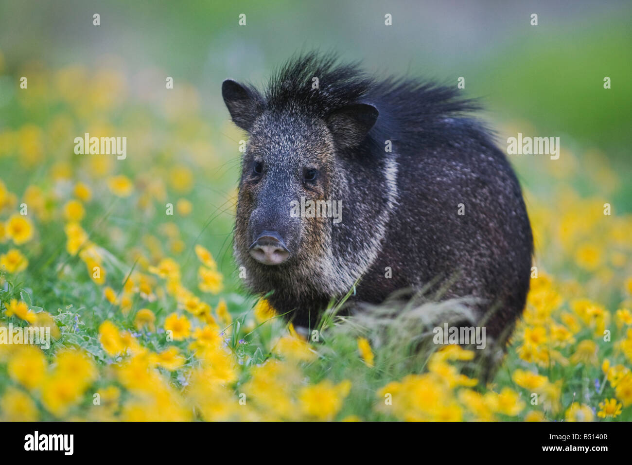 Collared Peccary Javelina Tayassu tajacu adult in field of Huisache ...