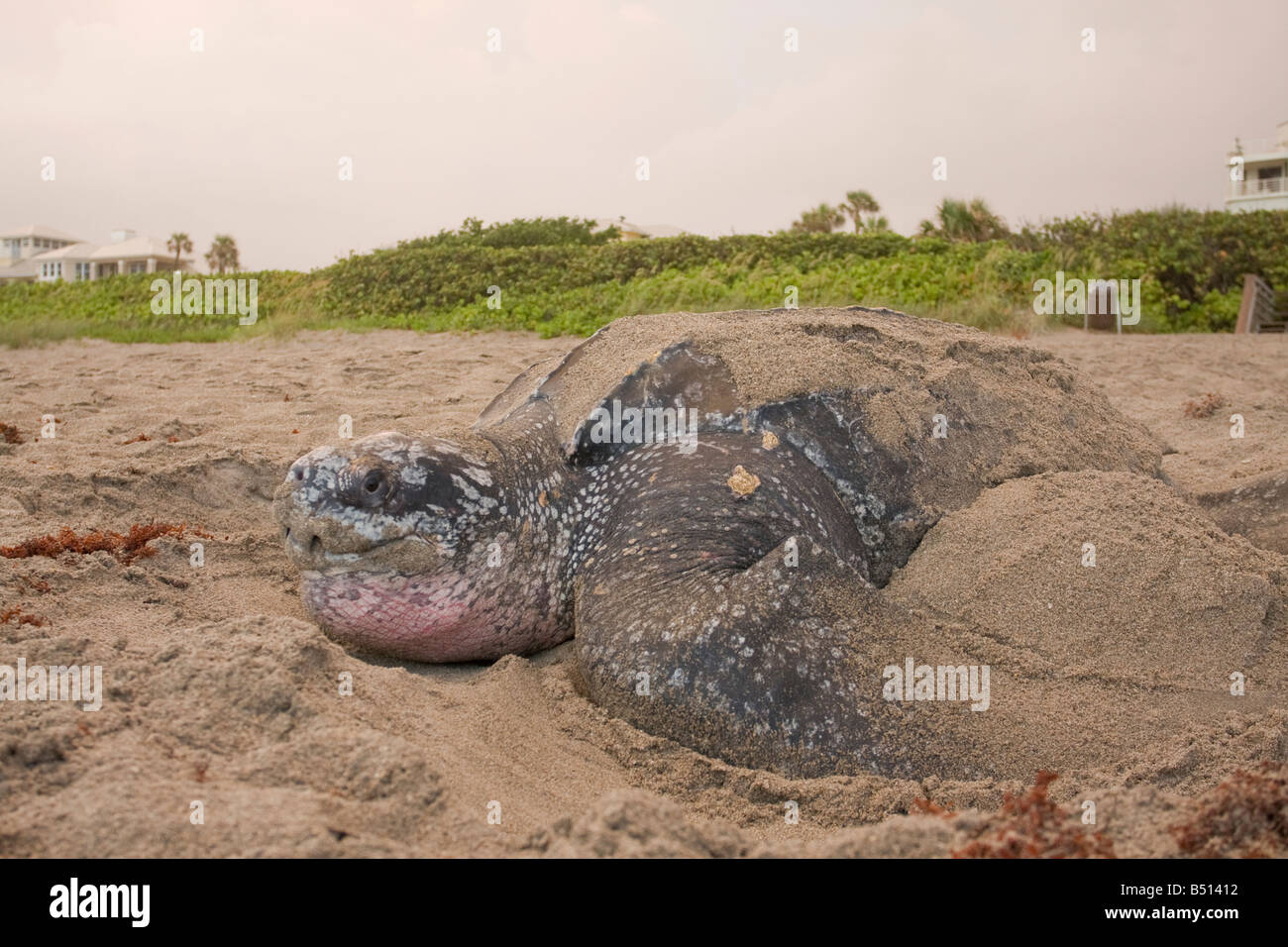 An adult leatherback sea turtle nests along a florida beach and crawls ...