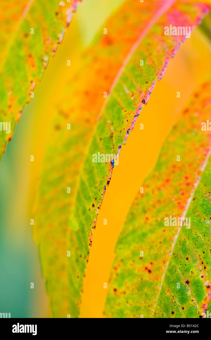 Abstract Art Image of Leaves in Autumn Stock Photo - Alamy