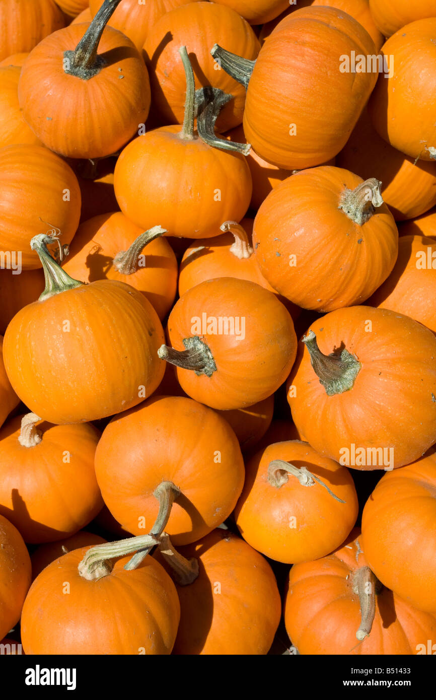 A pile of small orange pumpkins Stock Photo - Alamy