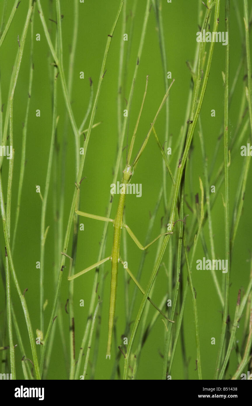 Giant Walkingstick Megaphasma denticrus adult in grass Sinton Corpus ...