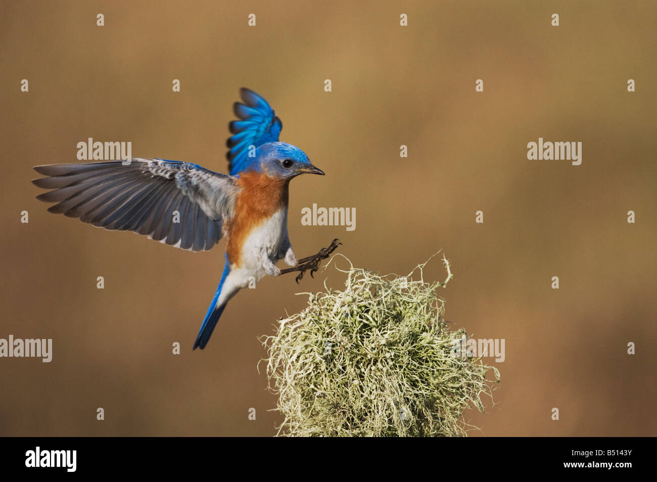 Eastern bluebird flying hi-res stock photography and images - Alamy