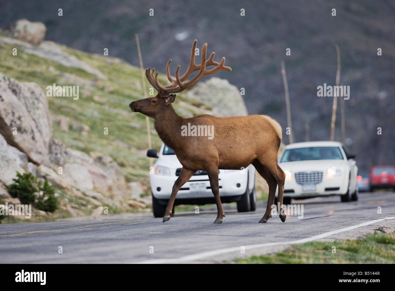 Bull elk crossing the road hi-res stock photography and images - Alamy