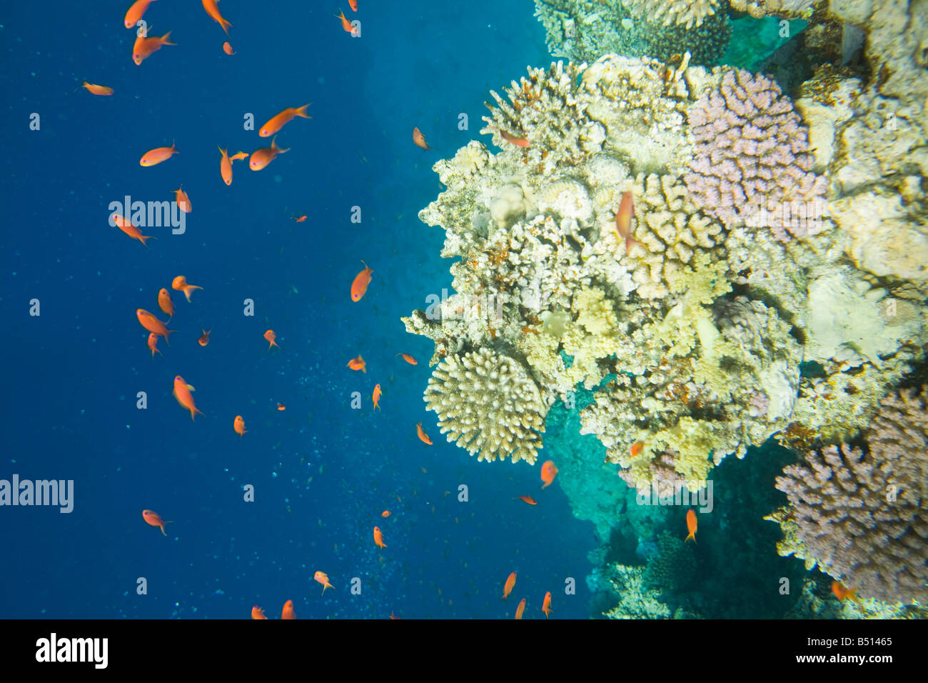 Coral reef in the Blue Hole off Dahab in the Red Sea in Egypt Stock ...