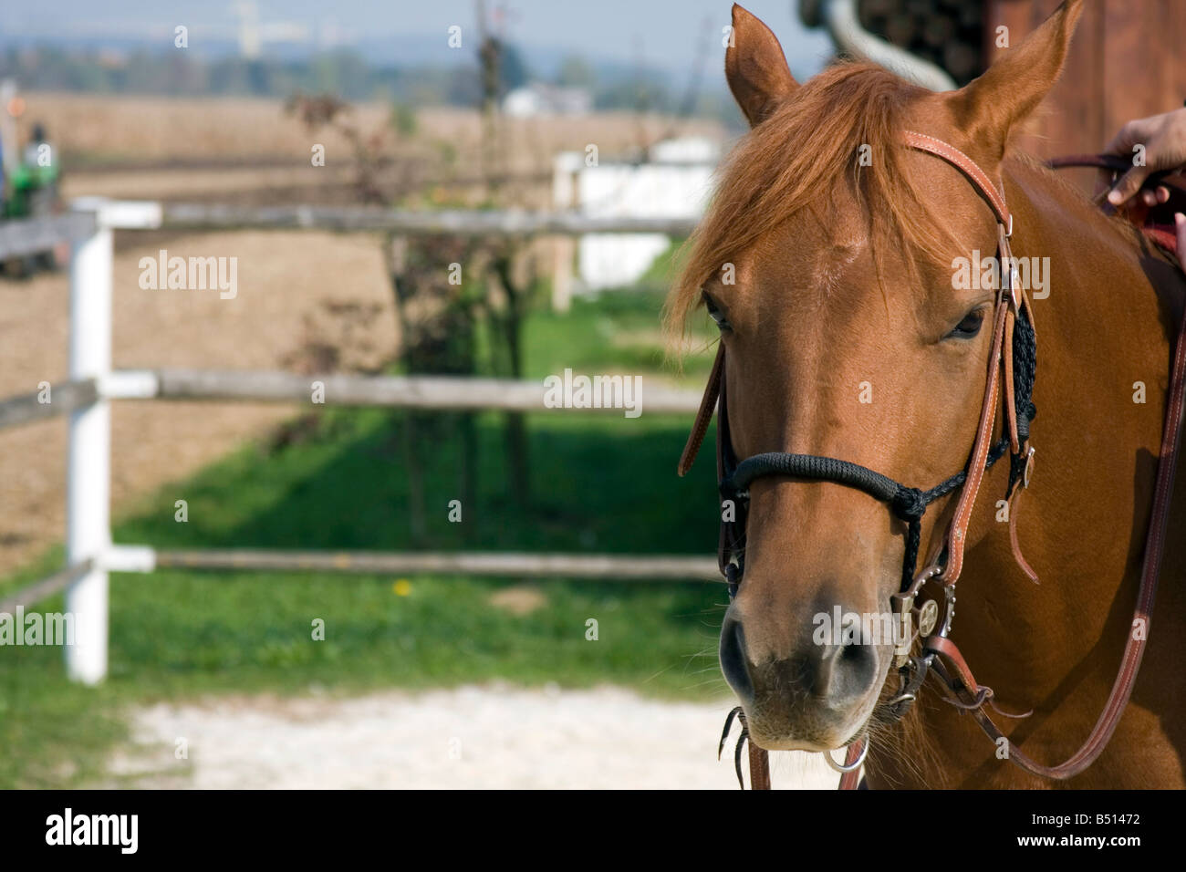 Brown horse on the farm Stock Photo - Alamy
