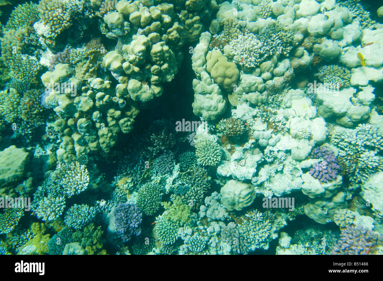 Coral reef in the Blue Hole off Dahab in the Red Sea in Egypt Stock ...