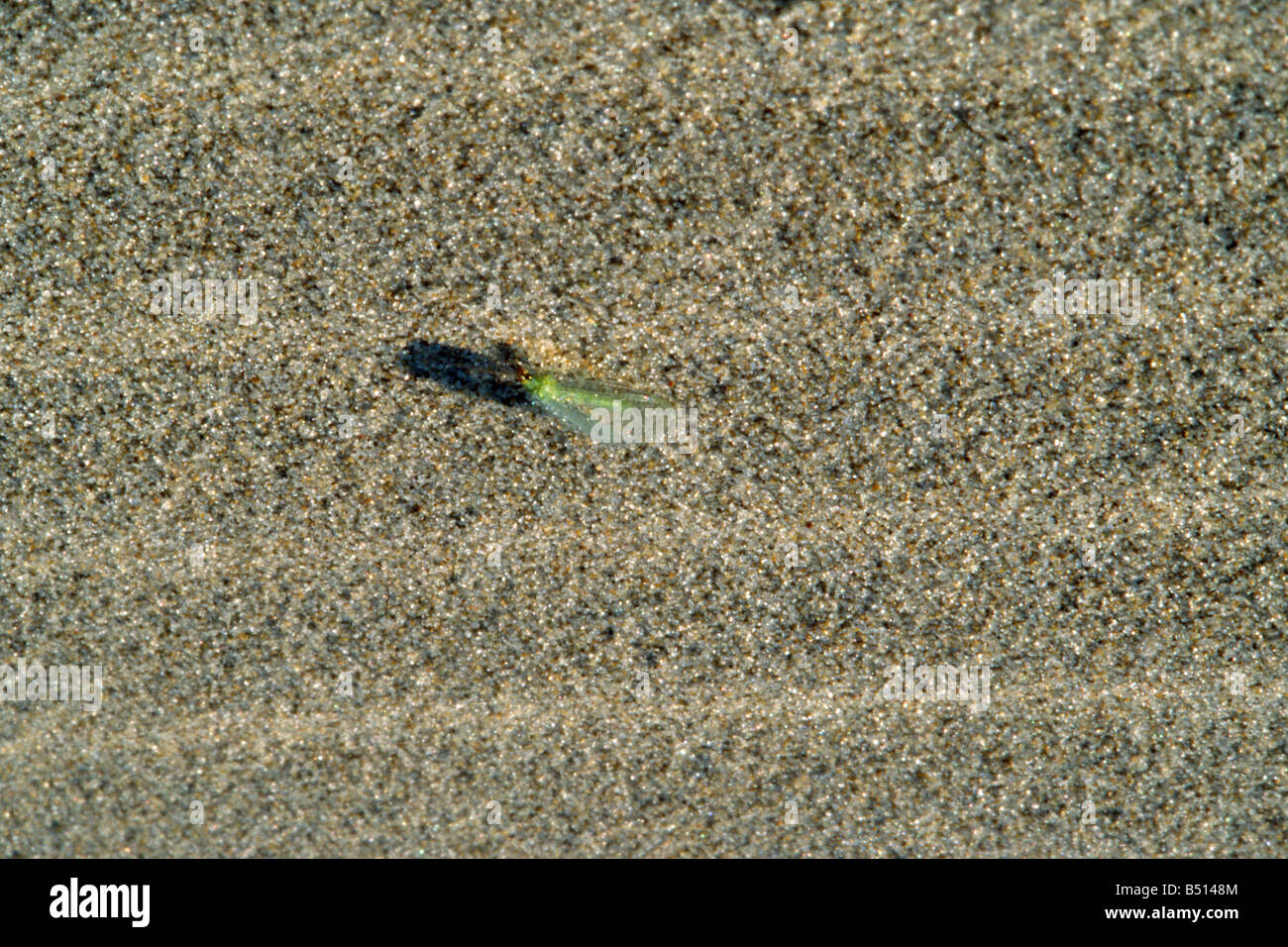 Sand bug hi-res stock photography and images - Alamy