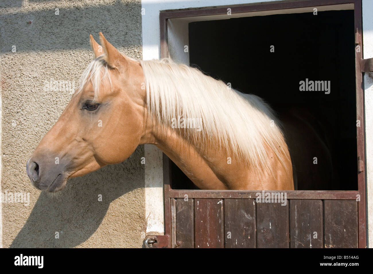 Farm Hopper Brown Horse, Hoppers - Canada Toy Horse