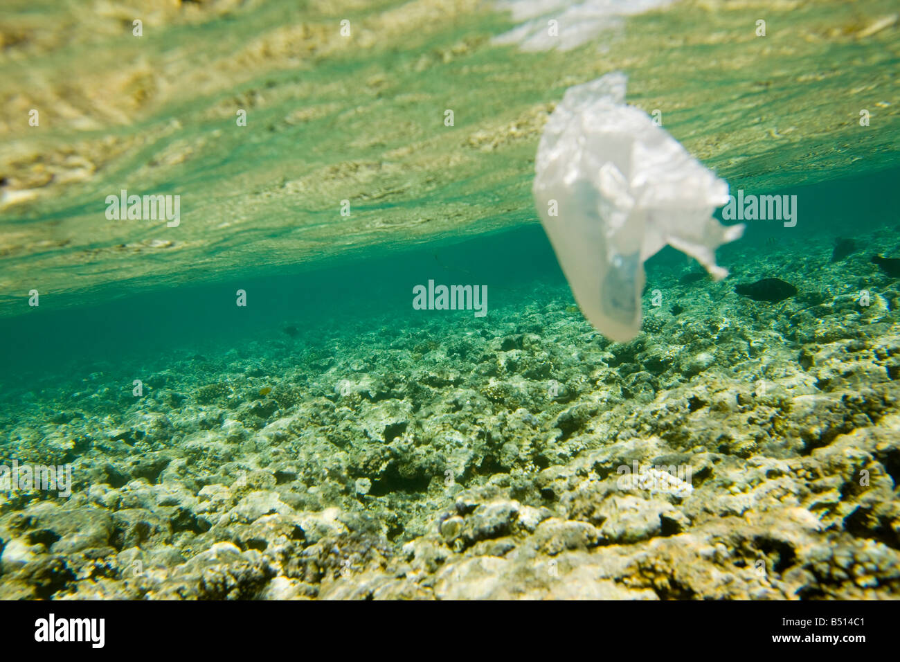 A plastic bag on a coral reef in the Red Sea resort of Dahab in Egypt ...