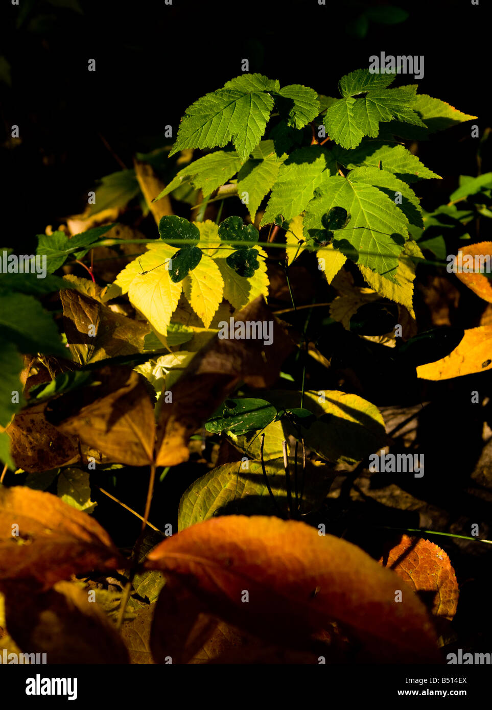 Small shrubs foliage in a patch of sunlight under tree canopy Stock ...