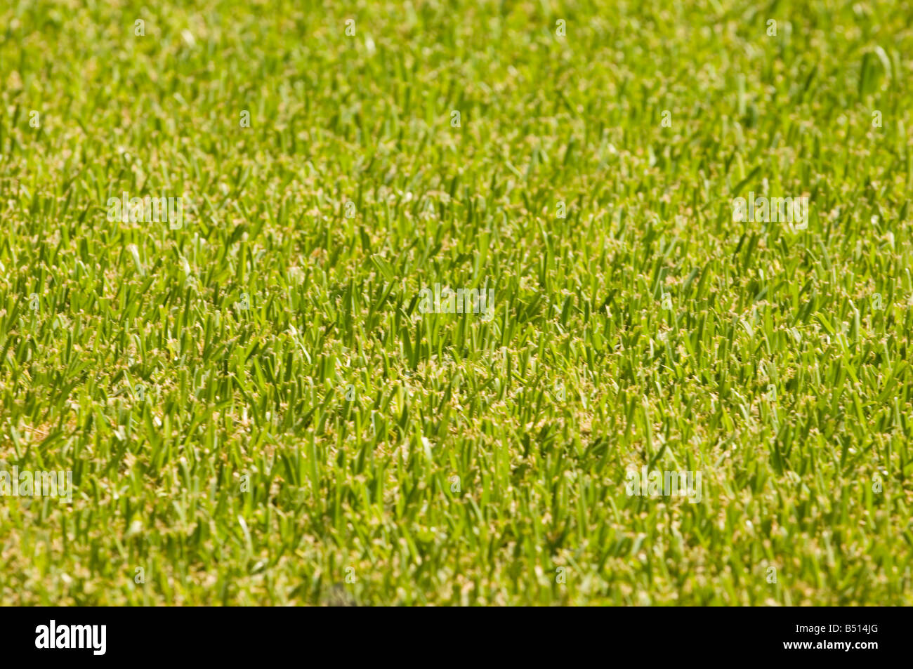 Green Grass Lawns High Resolution Stock Photography and Images - Alamy