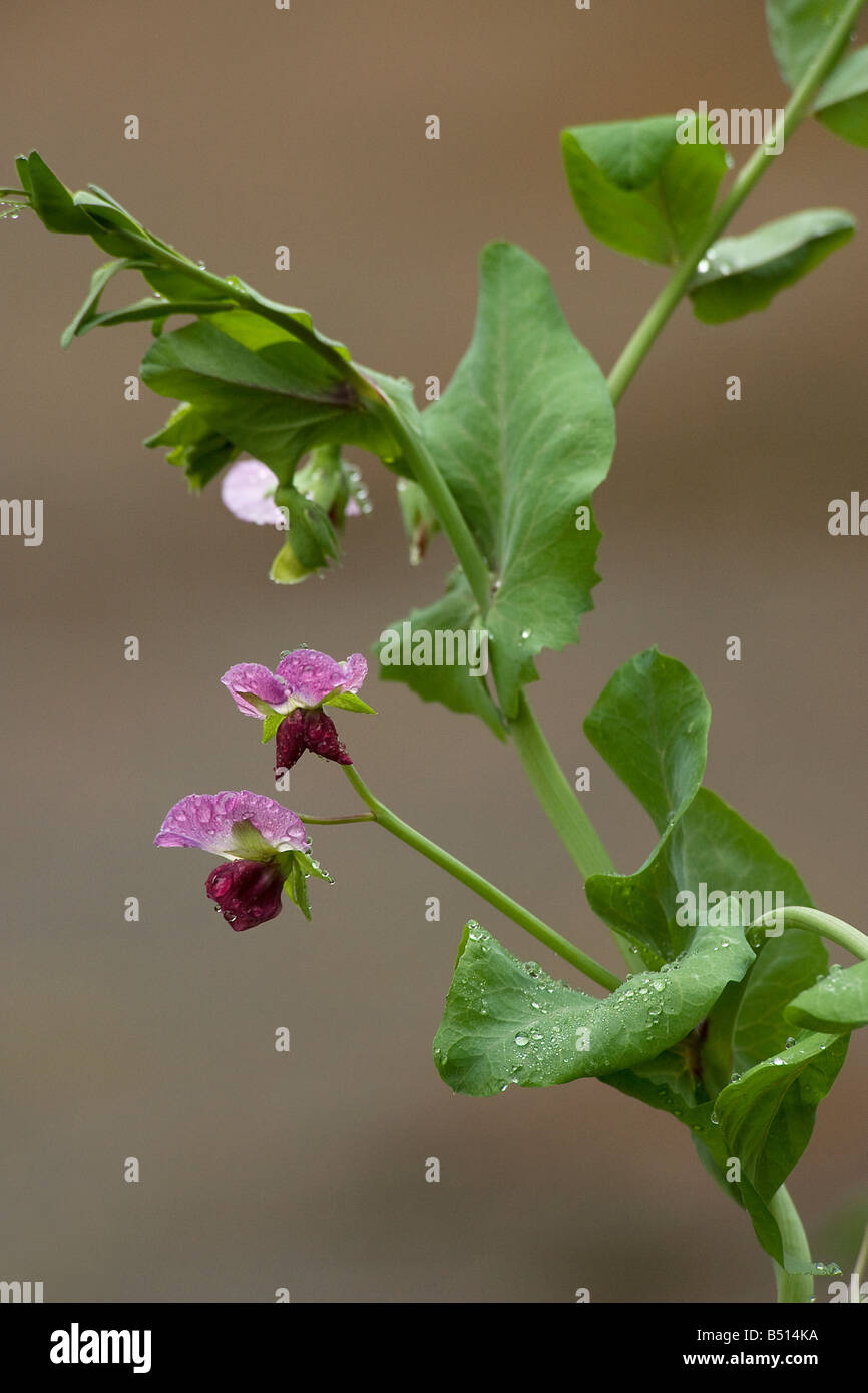 Flowers of purple podded pea with raindrops a vegetable dating back to ...
