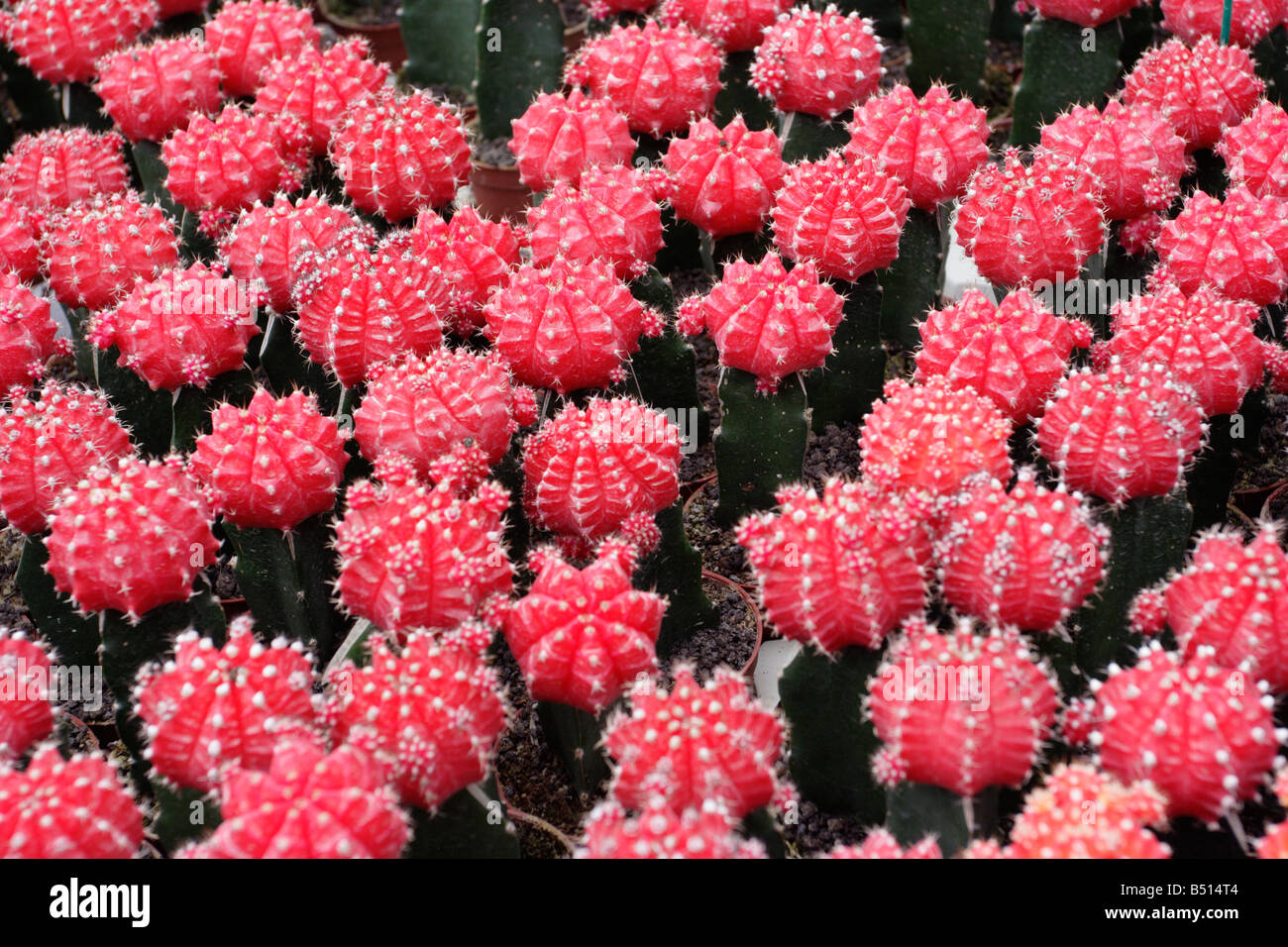 Red thorny cactus hi-res stock photography and images - Alamy