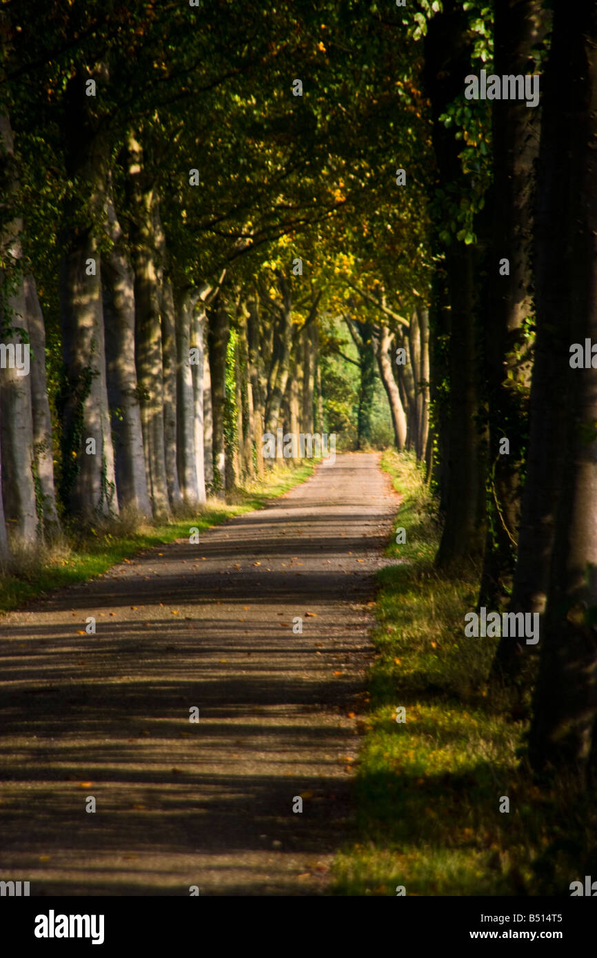 Lane and trees hi-res stock photography and images - Alamy