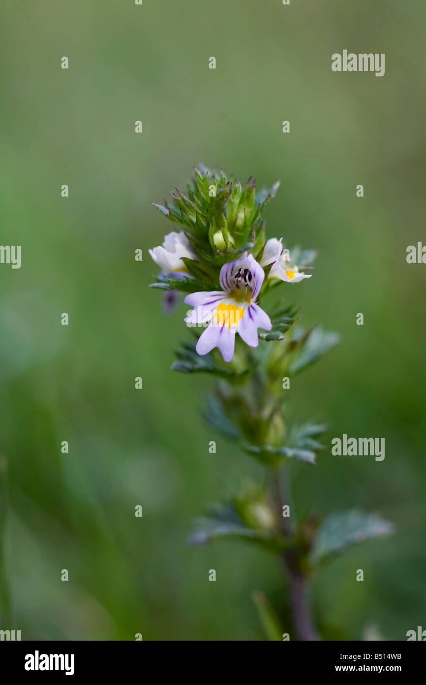 eyebright Euphrasia officinalis Stock Photo - Alamy