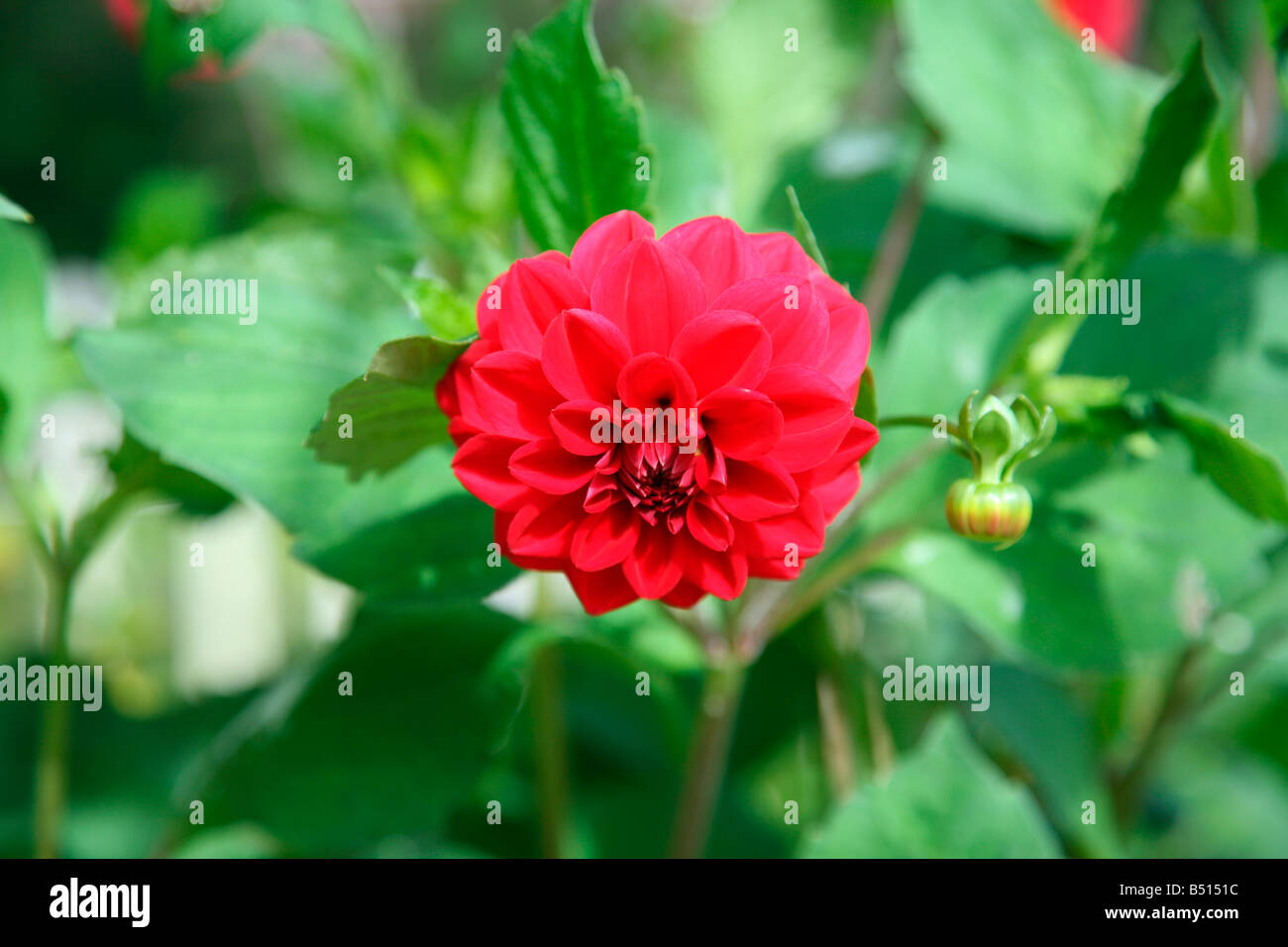 Asteraceae dalia hi-res stock photography and images - Alamy
