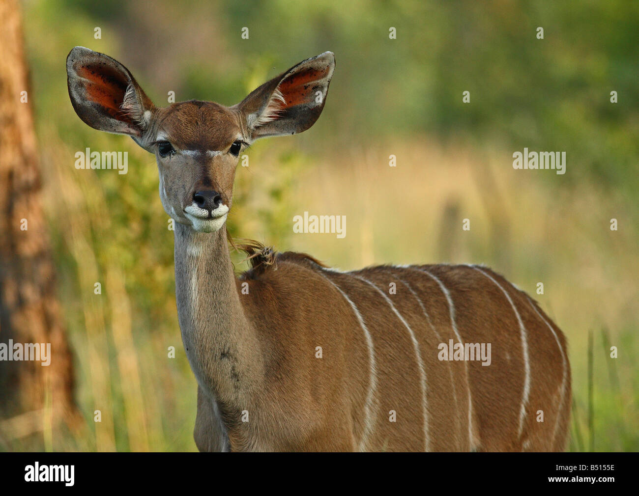 A female kudu in the wild Stock Photo - Alamy
