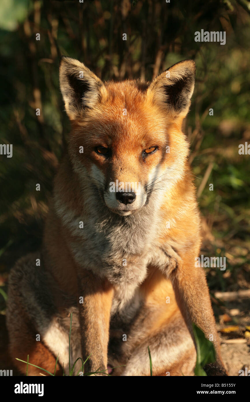 Fox Vulpes vulpes Stock Photo - Alamy