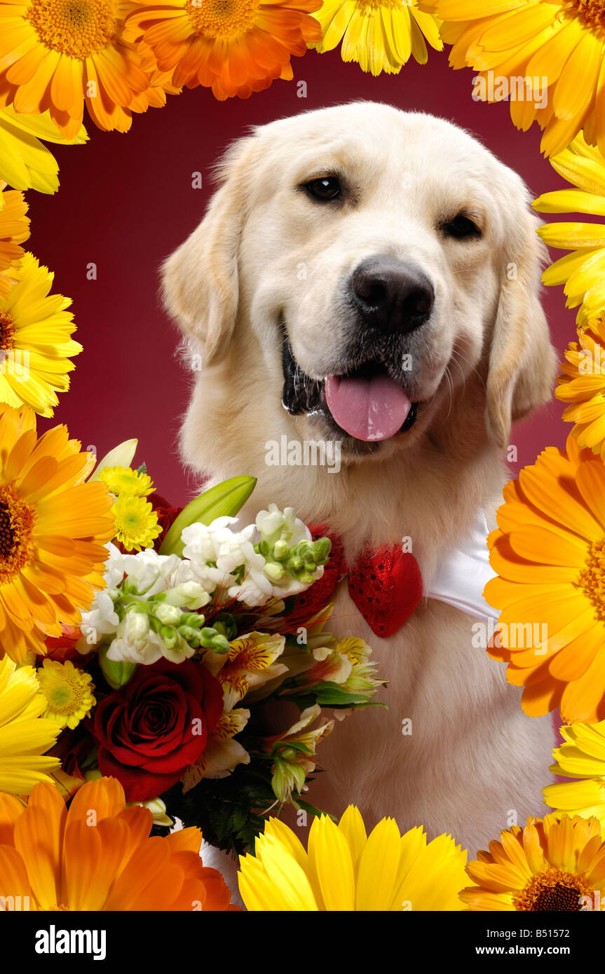 Son Golden Retrievers Perros Tranquilos