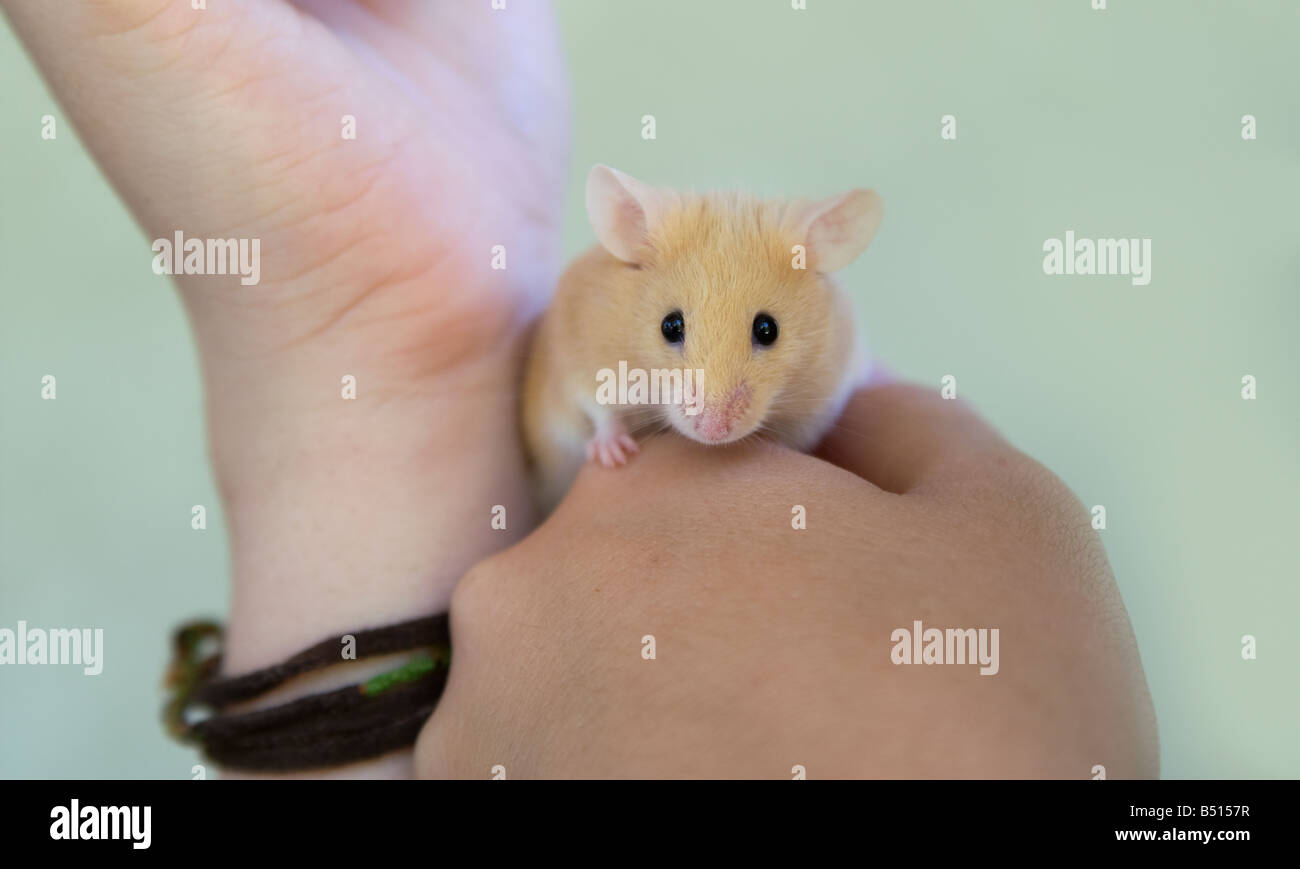 Young Mice Stock Photos & Young Mice Stock Images - Alamy