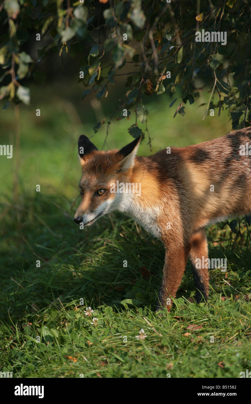 Fox Vulpes vulpes Stock Photo - Alamy