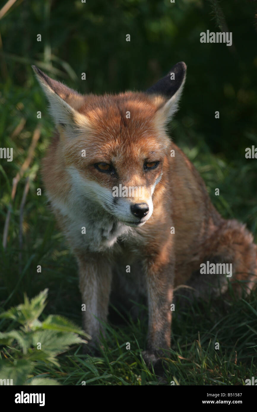 Fox Vulpes vulpes Stock Photo - Alamy