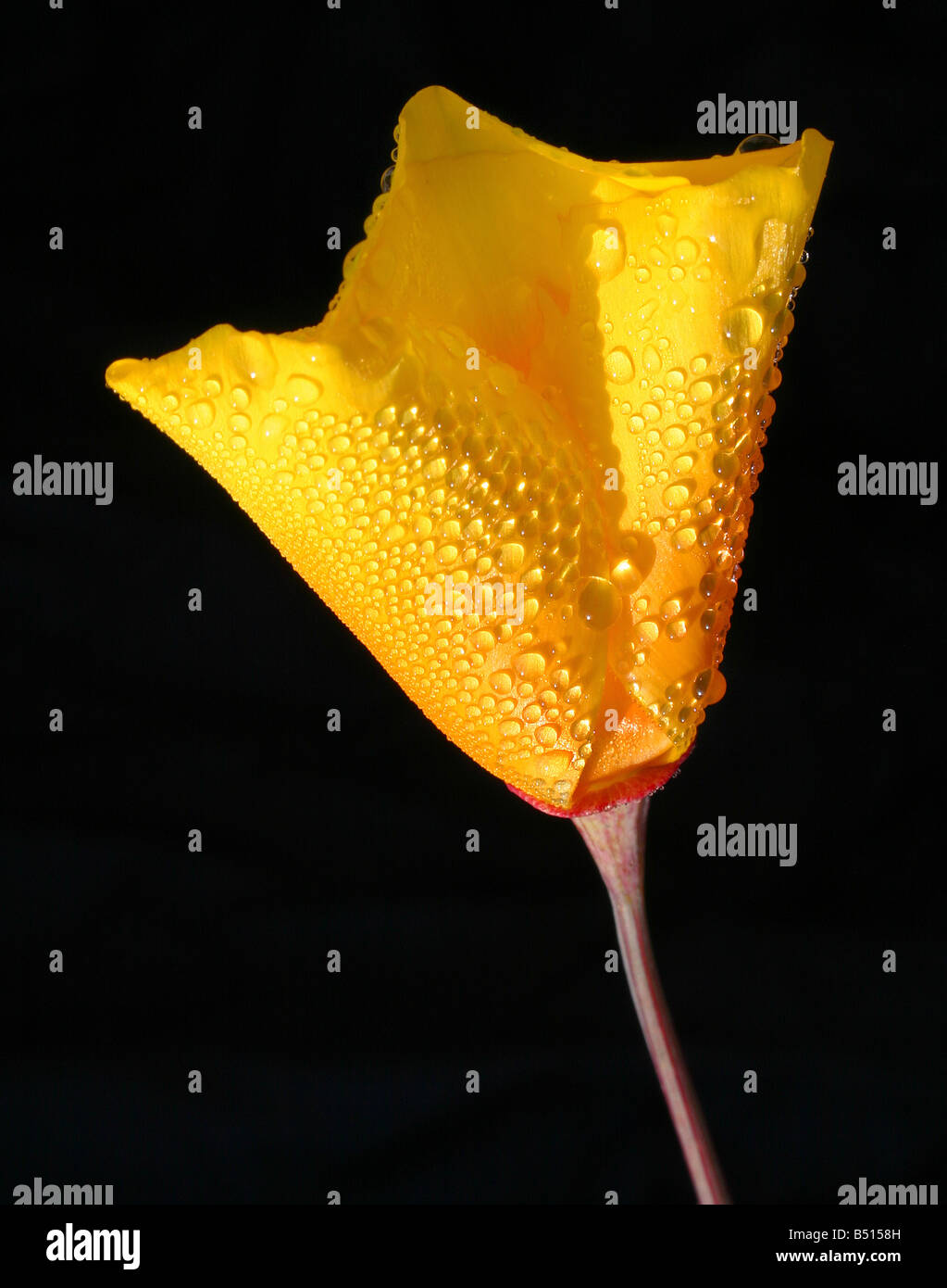Single poppy dew drops hi-res stock photography and images - Alamy