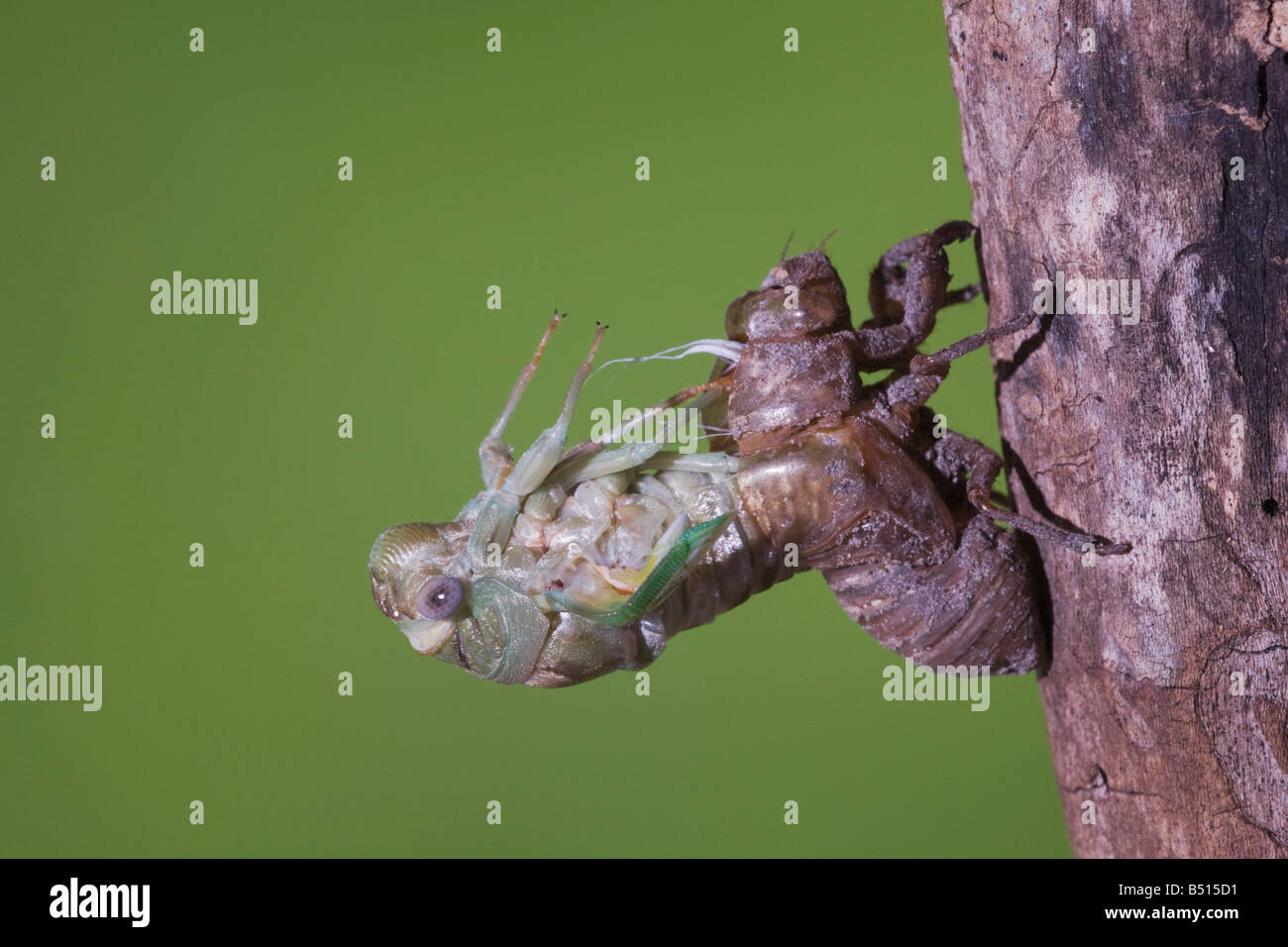 Cicada Tibicen resh adult emerging from nymph skin Sinton Corpus ...