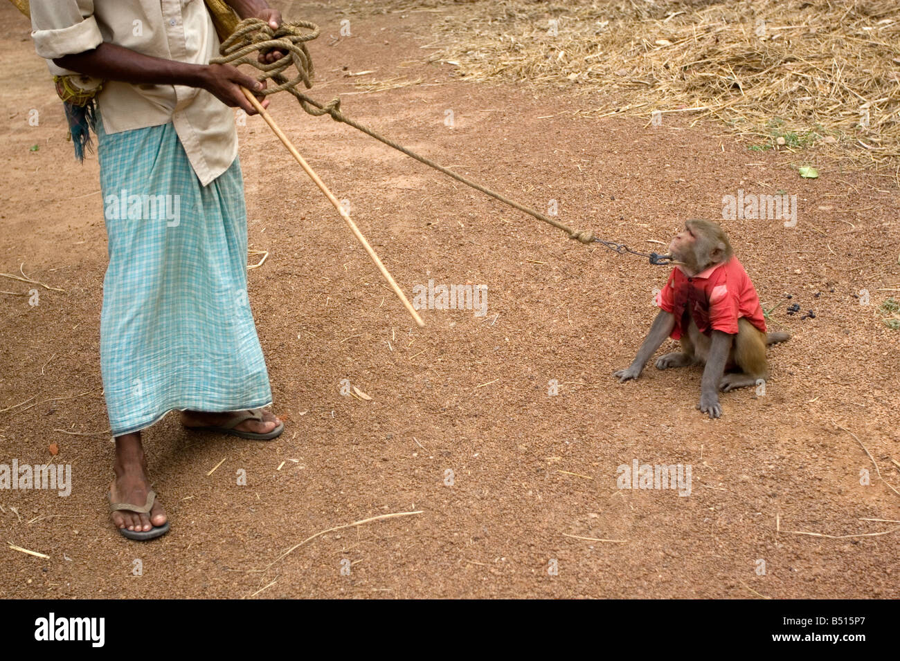 A monkey which plays,dances in front of audiances as per instruction of ...