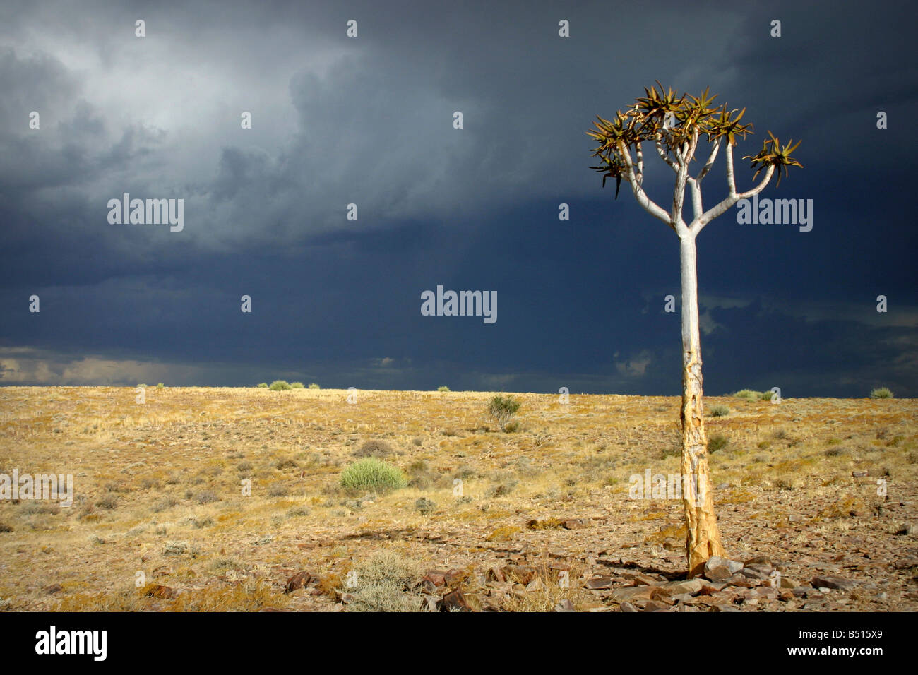 Kokerboom Tree at Fish River National Park Stock Photo - Alamy