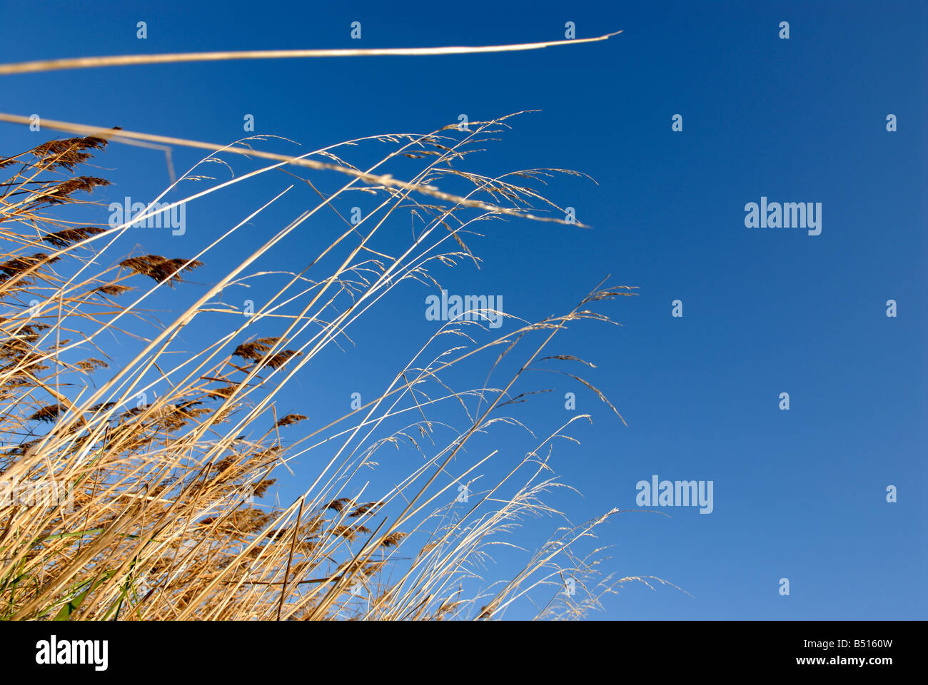 GRASS IN THE WIND Stock Photo - Alamy
