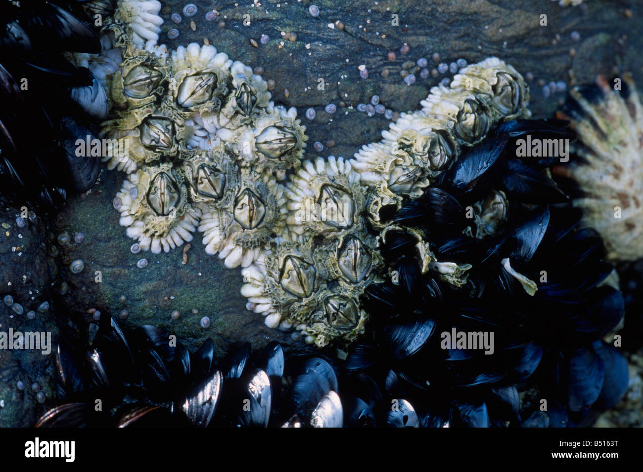 Barnacles and Mussels Wales Stock Photo - Alamy
