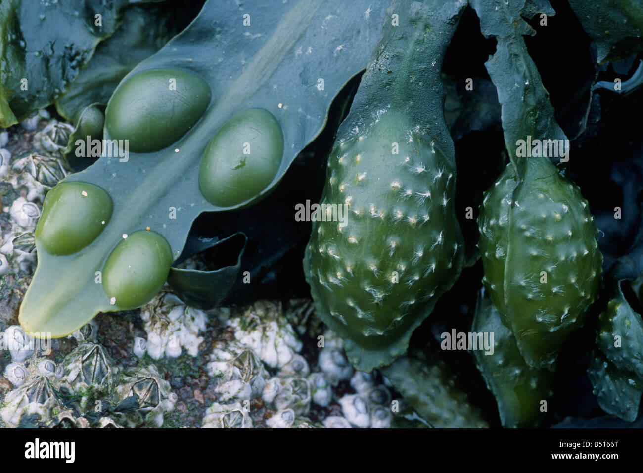 Bladderwrack seaweed Wales Stock Photo - Alamy
