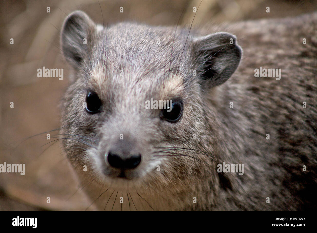 Adventure rodent hi-res stock photography and images - Alamy