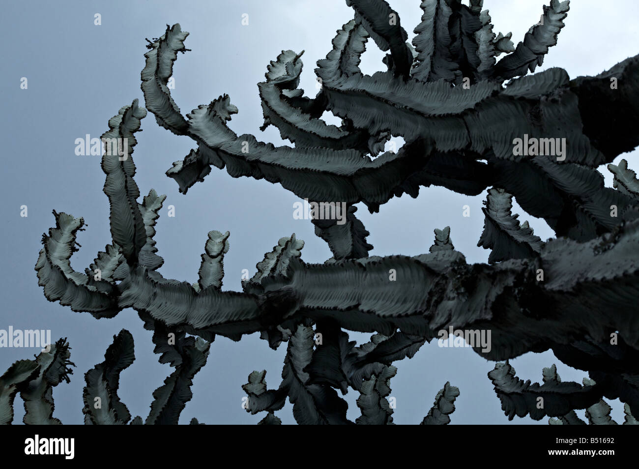 Scary cactus hi-res stock photography and images - Alamy