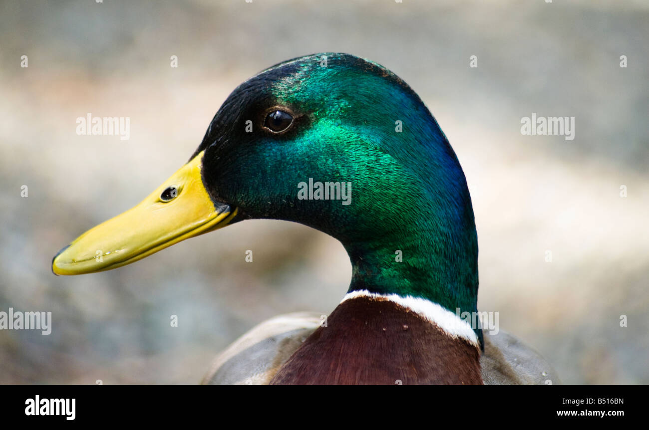 Head of a duck Stock Photo - Alamy