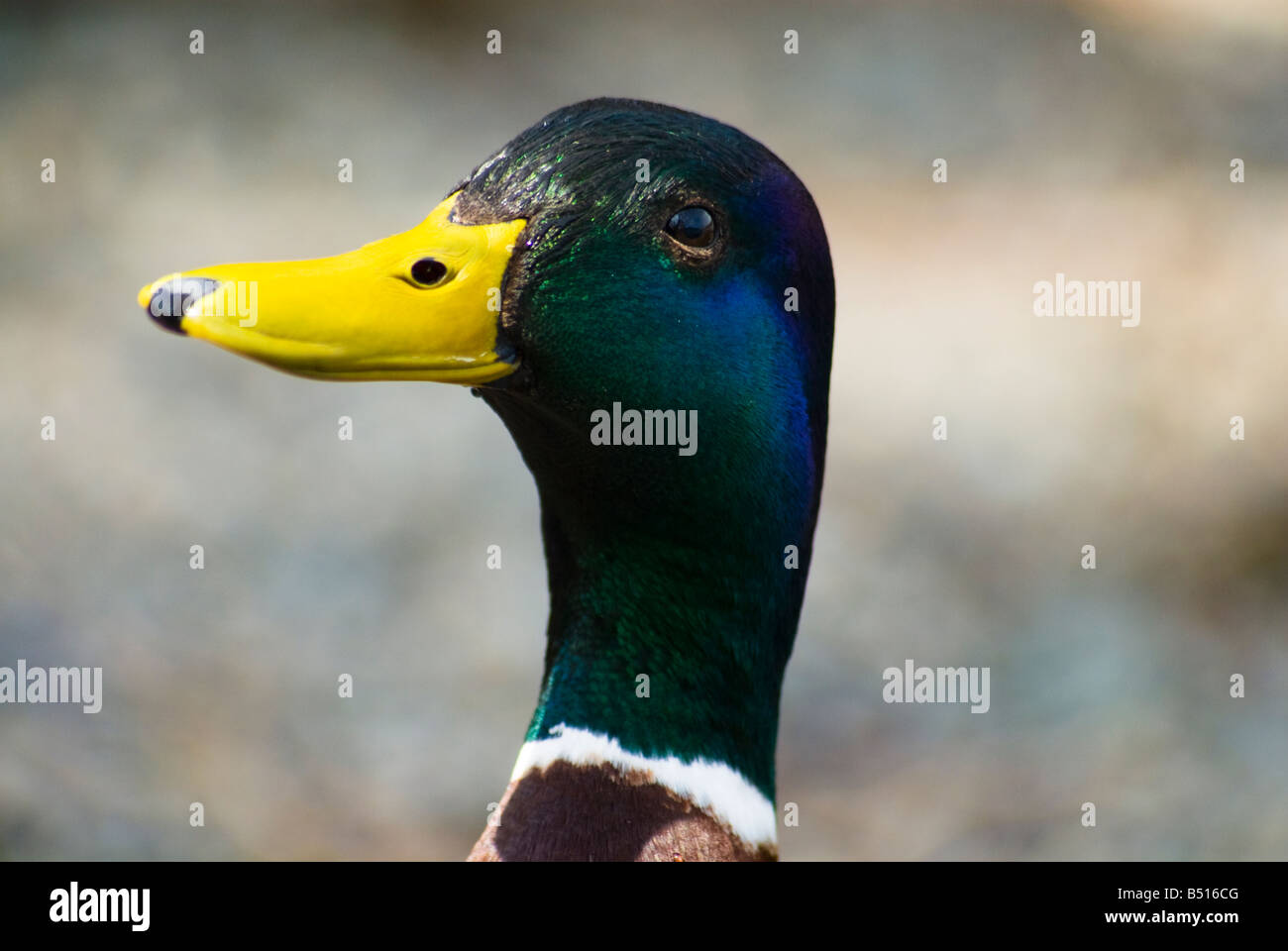 Head of a duck Stock Photo - Alamy