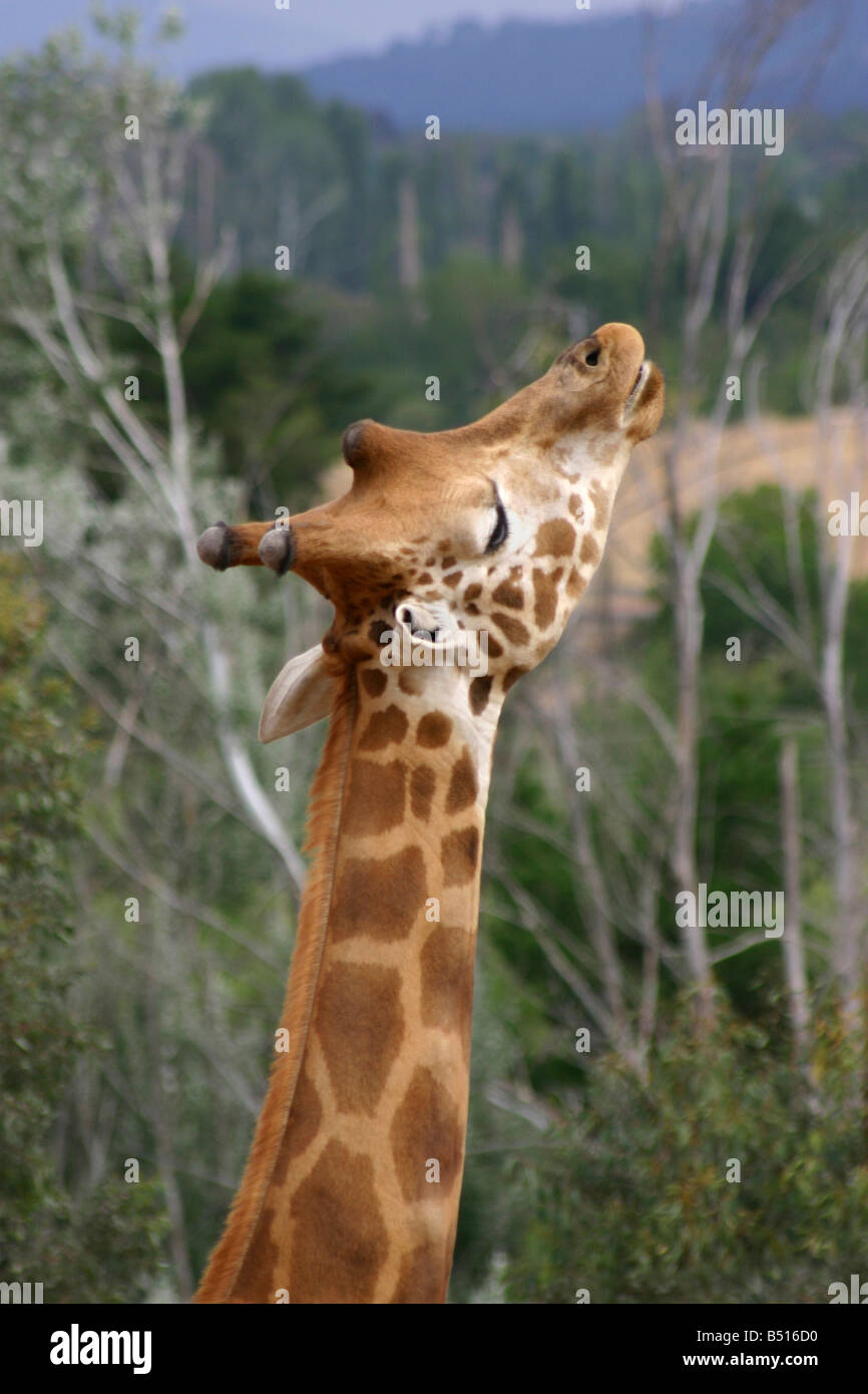 Giraffe stretching its neck into the air Stock Photo - Alamy