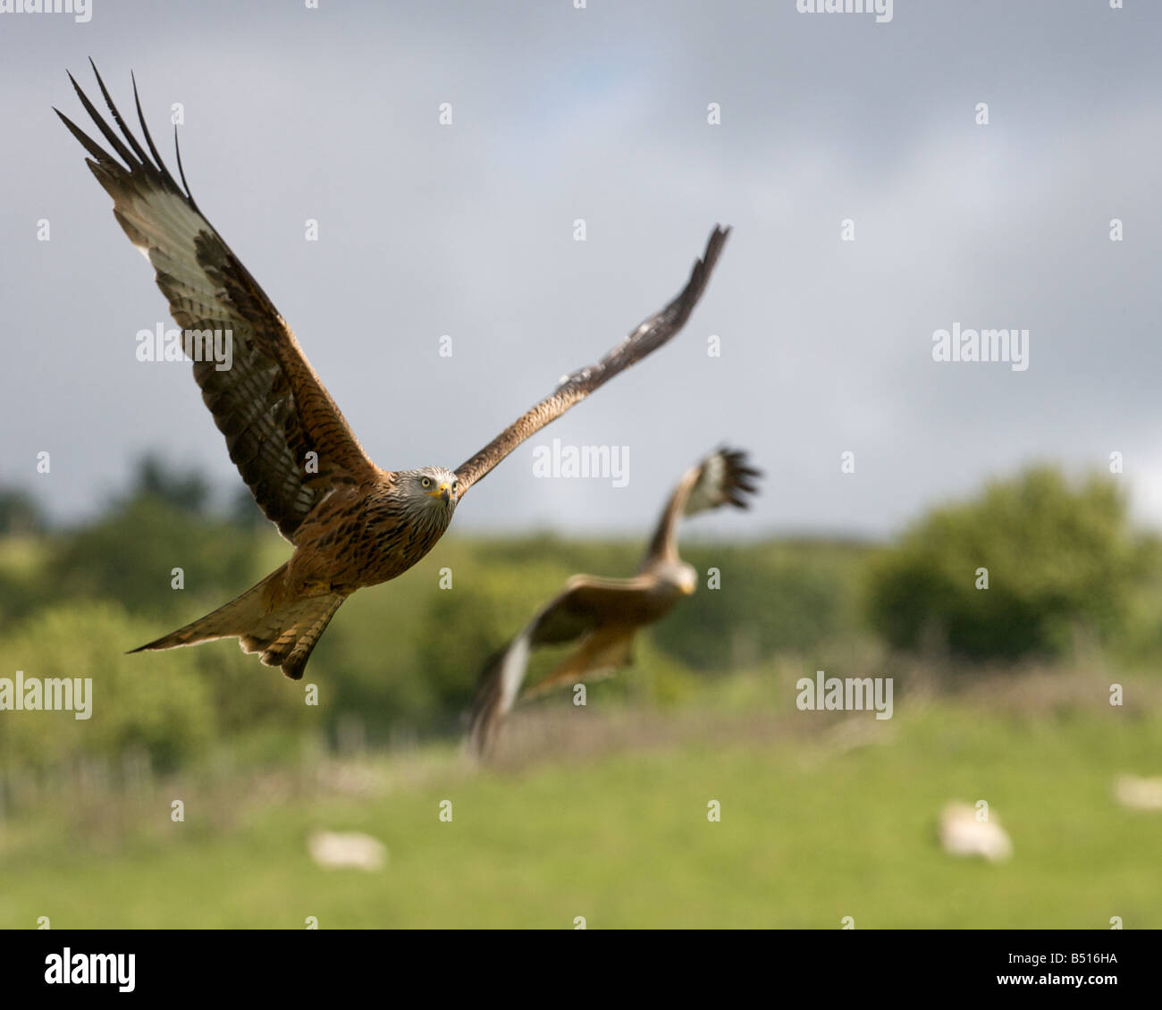 Red kite hi-res stock photography and images - Alamy