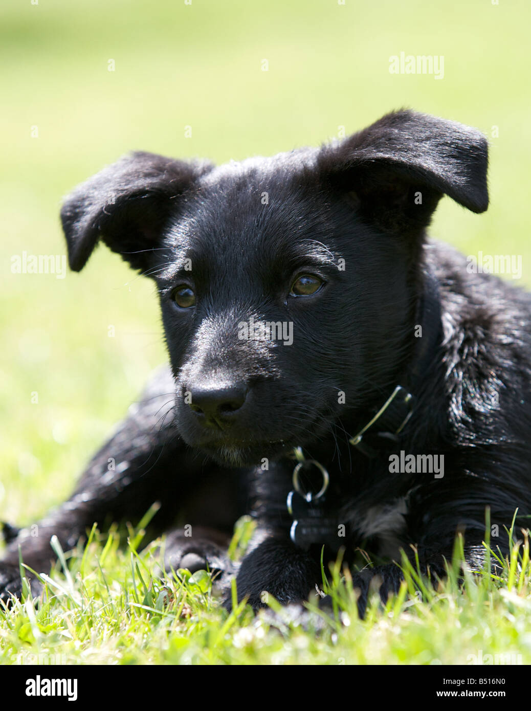 Lab Collie Mix Puppy
