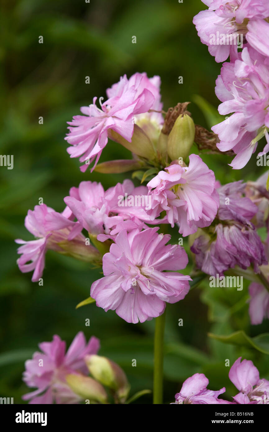 Saponaria officinalis hi-res stock photography and images - Alamy