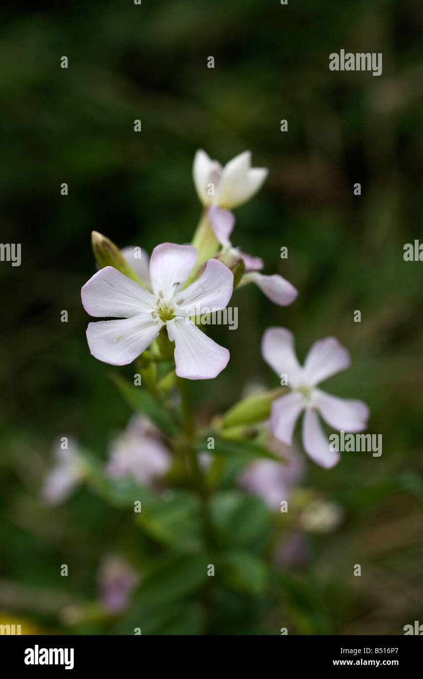soapwort Saponaria officinalis Stock Photo - Alamy