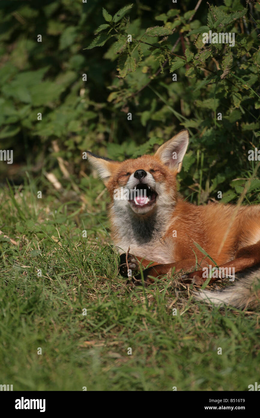 Fox Vulpes vulpes yawning Stock Photo - Alamy