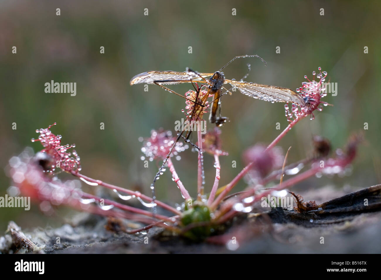 Drosera flower stalk hi-res stock photography and images - Alamy