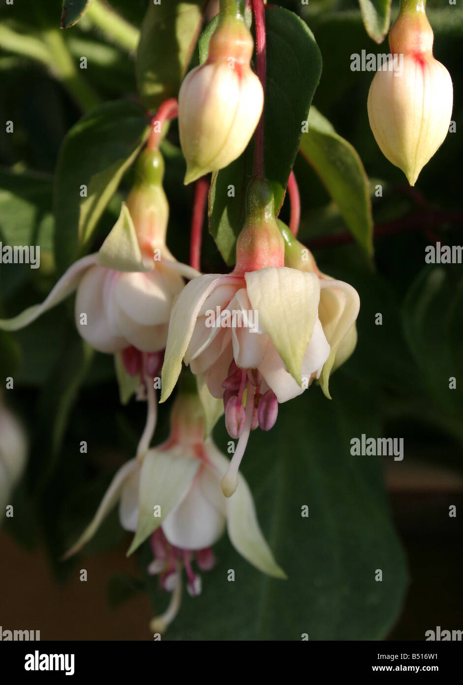 Bell fuchsia hi-res stock photography and images - Alamy