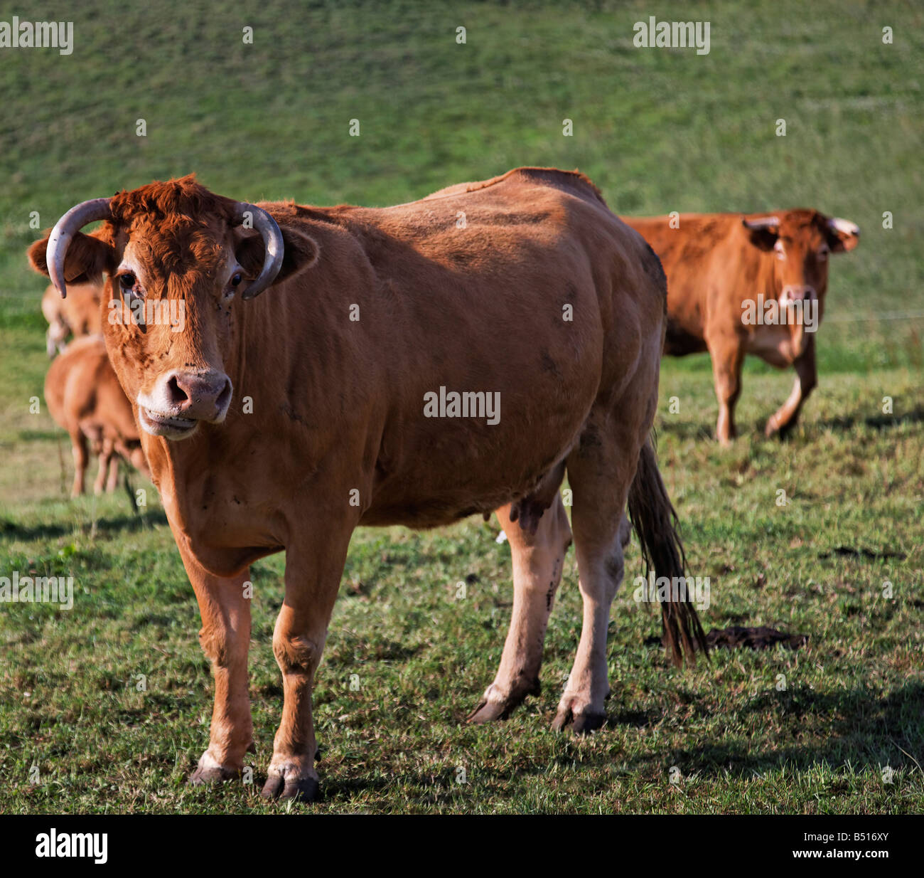 Aubrac cows standing in the evening light of the Aveyron region of ...