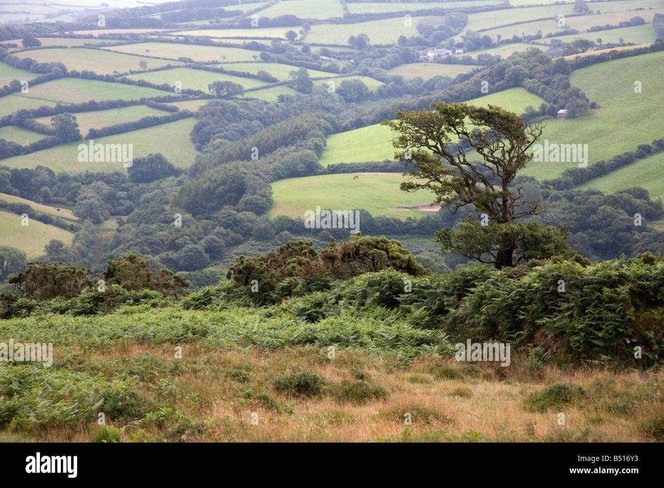 Devon hedges hi-res stock photography and images - Alamy