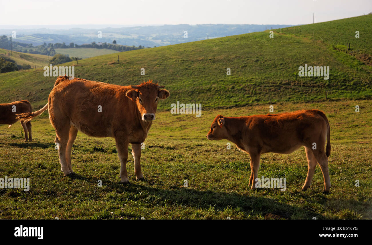 Aubrac cows hi-res stock photography and images - Alamy