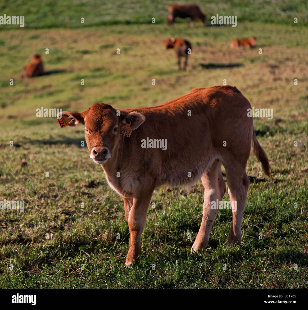 Aubrac cows hi-res stock photography and images - Alamy