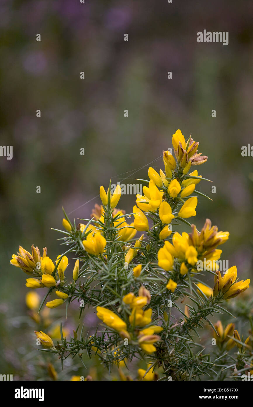 western gorse Ulex gallii Stock Photo - Alamy